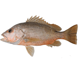 Menus – Golden Sea Food